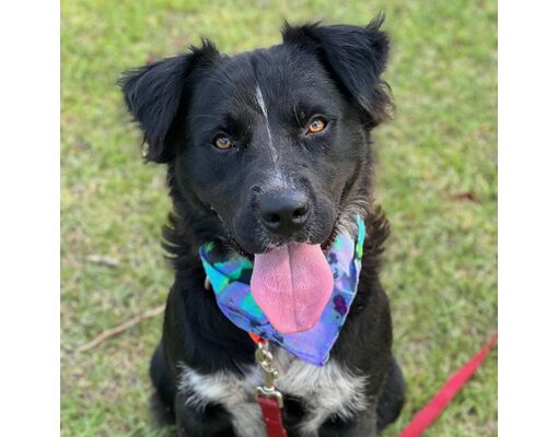 Mount Pleasant, SC - Border Collie/Mixed Breed (Medium). Meet Moose a ...