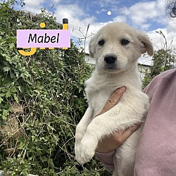 Brewster, NY - Golden Retriever/Husky. Meet Mabel (Harlingen Pups) a ...