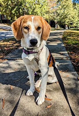 Charlotte, NC - Beagle/Great Pyrenees. Meet Cletus a Pet for Adoption ...
