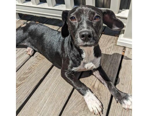 Mount Pleasant, SC - Mixed Breed (Small). Meet Astrid a Pet for ...