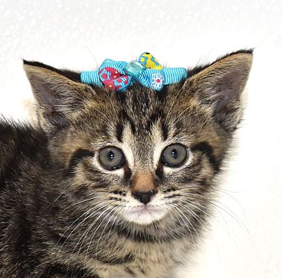 Springfield, OH - Domestic Shorthair. Meet Tululla a Pet for Adoption ...