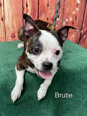 Irwin, PA - Boston Terrier. Meet Brutie (Available 5/18/24) a Pet for ...