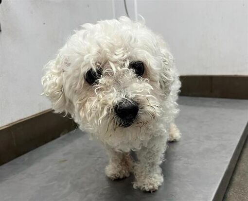 Tucson, AZ - Poodle (Miniature). Meet MIRABEL* a Pet for Adoption ...