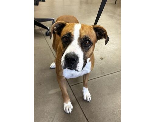 Mesa, AZ - Boxer. Meet TONA a Pet for Adoption - AdoptaPet.com