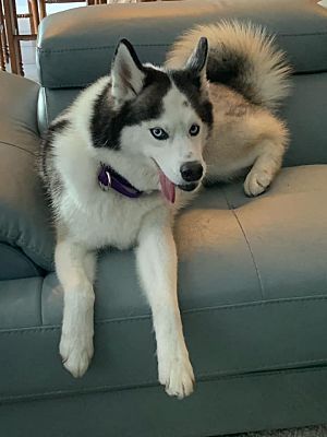 Winter Springs, FL - Siberian Husky. Meet Sabrina a Pet for Adoption ...