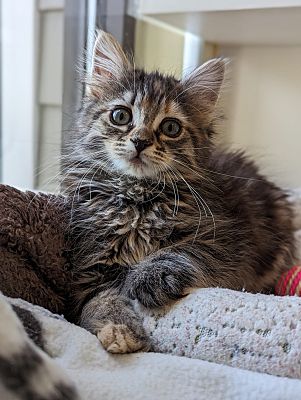 Morristown, NJ - Maine Coon. Meet Mya a Pet for Adoption - AdoptaPet.com