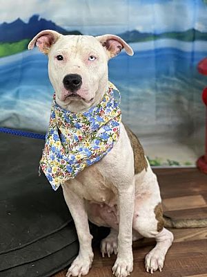 Weatherford, TX - Pit Bull Terrier. Meet Tilly a Pet for Adoption ...