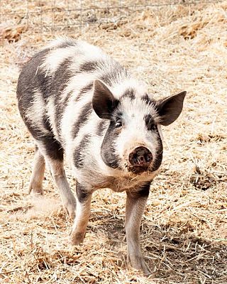 Napa, CA - Pig (Farm). Meet Wilbur a Pet for Adoption - AdoptaPet.com