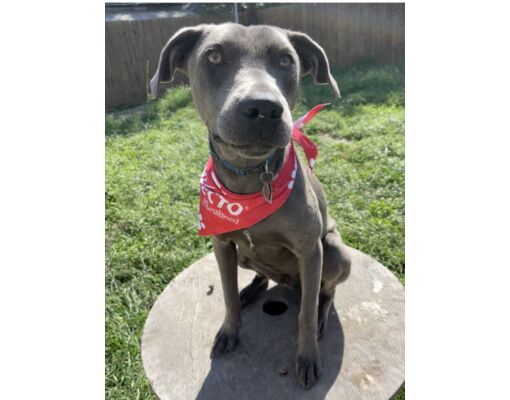 Houston, TX - Blue Lacy/Texas Lacy. Meet Boscoe a Pet for Adoption ...