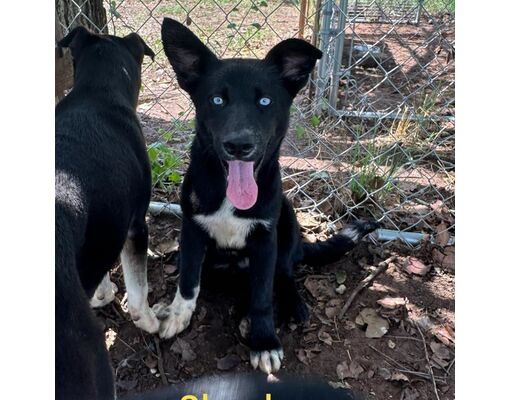 Stillwater, OK - Husky/Rhodesian Ridgeback. Meet Shadow a Pet for ...