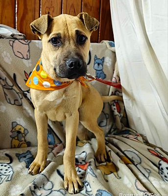 Johnston, RI - Rhodesian Ridgeback/Shar Pei. Meet Bosley KA a Pet for ...