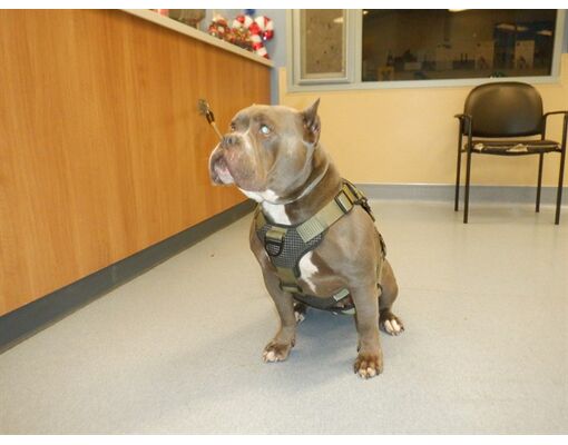 San Jose, CA - American Pit Bull Terrier. Meet KANE a Pet for Adoption ...