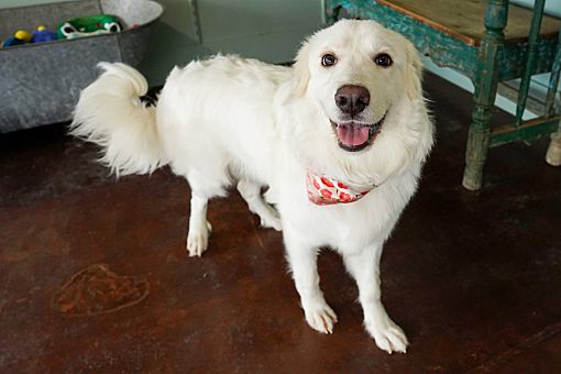 San Antonio, TX - Great Pyrenees. Meet Luna a Pet for Adoption ...