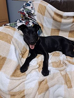 East Hartford, CT - Hound (Unknown Type)/Mixed Breed (Medium). Meet ...