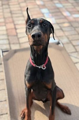 Oakland Park, FL - Doberman Pinscher. Meet Hercules 3064 a Pet for ...