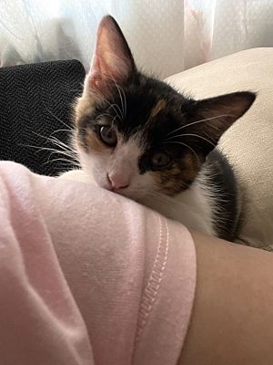 Phoenix, AZ - Calico. Meet Chloe a Pet for Adoption - AdoptaPet.com