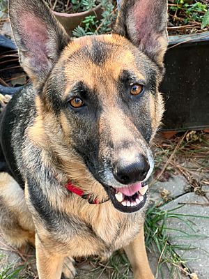 Wilson, NC - German Shepherd Dog. Meet Bondo a Pet for Adoption ...