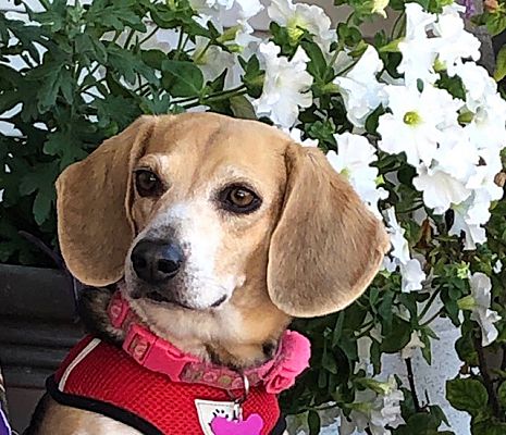 Chandler, AZ - Beagle. Meet ALI a Pet for Adoption - AdoptaPet.com