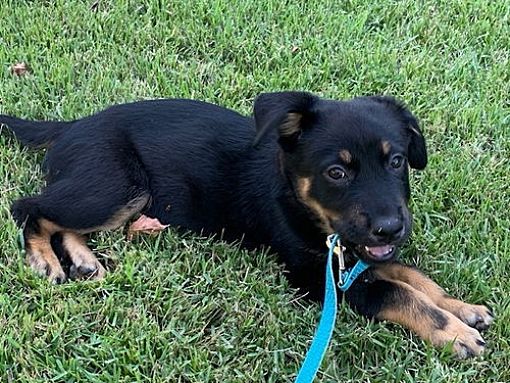 Boston, MA - Labrador Retriever. Meet Arlo Gen Z a Pet for Adoption ...