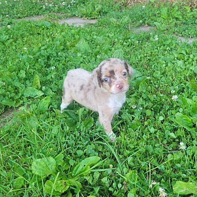 Evansville, IN - Catahoula Leopard Dog/Pointer. Meet Persephone a Pet ...