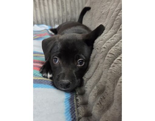 Jackson, MI - Labrador Retriever. Meet Finch a Pet for Adoption ...