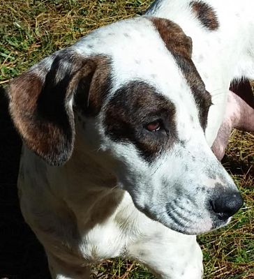 Woodstock, GA - English Springer Spaniel/German Shorthaired Pointer ...