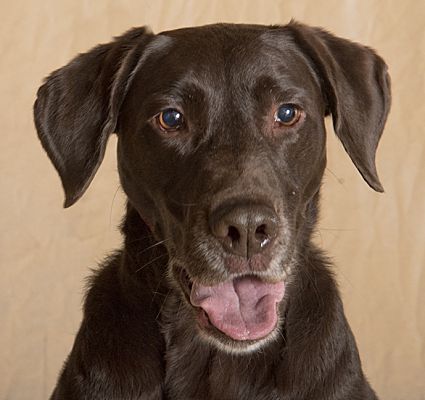 Chicago, IL - Labrador Retriever. Meet Augie a Pet for Adoption ...
