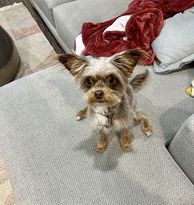 Chicago, IL - Yorkie, Yorkshire Terrier/Shih Tzu. Meet Clementine a Pet ...