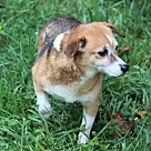 Corgi Puppies - Corgi Rescue and Adoption Near You
