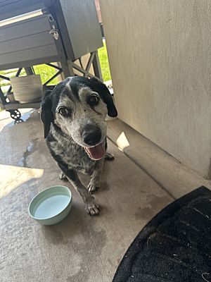St George, UT - Mutt. Meet Andre a Pet for Adoption - AdoptaPet.com