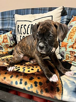 Oakville, CT - Boxer. Meet Buddy a Pet for Adoption - AdoptaPet.com