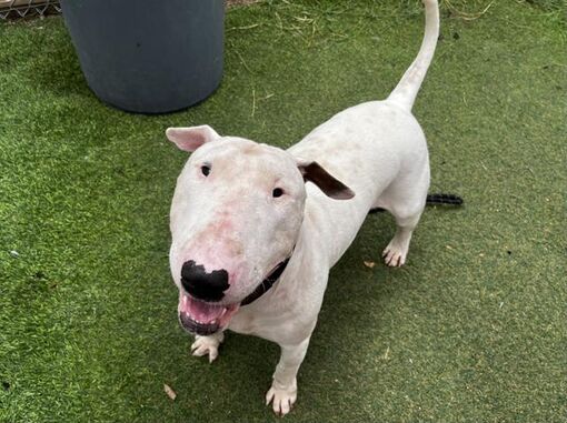 Phoenix, AZ - Bull Terrier. Meet GLEASON a Pet for Adoption - AdoptaPet.com