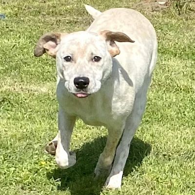 Tuscaloosa, AL - Cattle Dog/Labrador Retriever. Meet Levine a Pet for ...