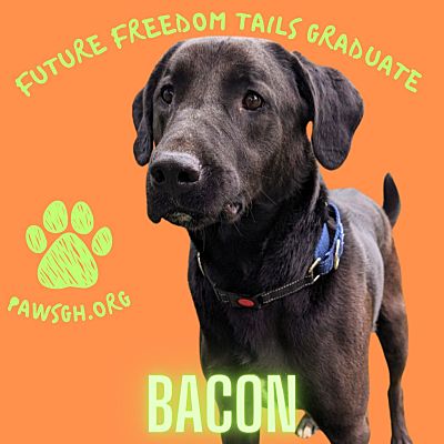 Aberdeen, WA - Labrador Retriever. Meet Bacon a Pet for Adoption ...