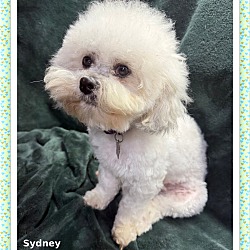 Tulsa, OK - Bichon Frise. Meet Adopted!! Sydney - IL a Pet for Adoption ...