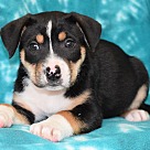 Corgi Puppies - Corgi Rescue and Adoption Near You