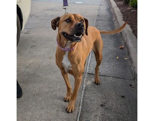 Savannah, GA - Shepherd (Unknown Type)/Mixed Breed (Medium). Meet Yona ...