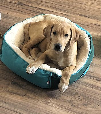 Casa Grande, AZ - Xoloitzcuintle/Mexican Hairless/Labrador Retriever ...