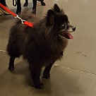 Pomeranian Puppies - Pomeranian Rescue and Adoption Near You