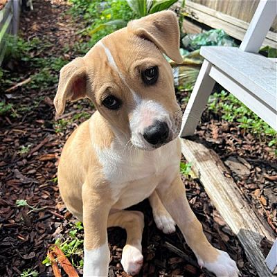 Sunnyvale, CA - Pit Bull Terrier/Shepherd (Unknown Type). Meet Rosie a ...