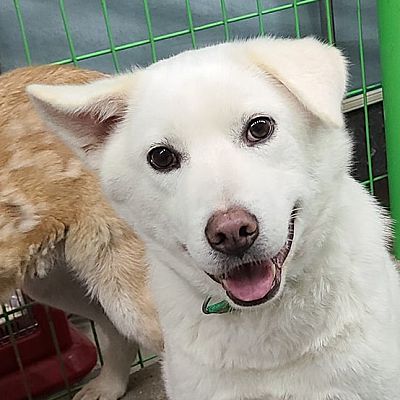 Los Angeles, CA - Jindo/Spitz (Unknown Type, Medium). Meet Royal a Pet ...