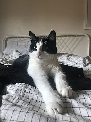 Toronto, ON - Domestic Shorthair. Meet Imogen- CP a Pet for Adoption ...