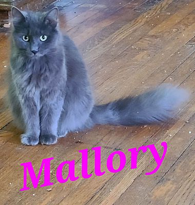 schenectady, NY - Domestic Longhair. Meet Mallory a Pet for Adoption ...