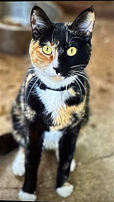 Phoenix, AZ - Calico. Meet Cali a Pet for Adoption - AdoptaPet.com