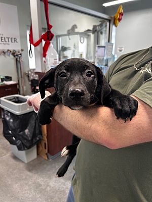 Gautier, MS - Labrador Retriever. Meet Karen a Pet for Adoption ...