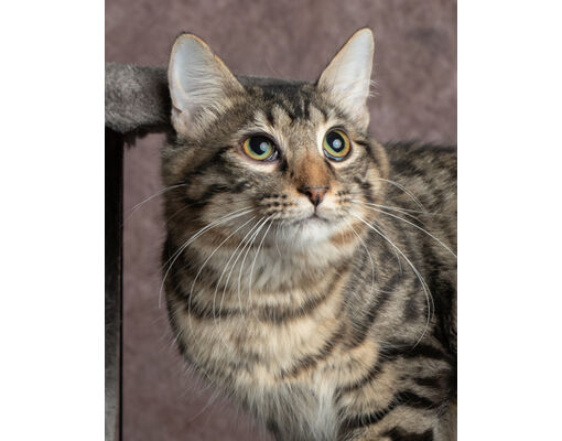 Clinton, IA - Domestic Longhair/Domestic Mediumhair. Meet Anderson ...