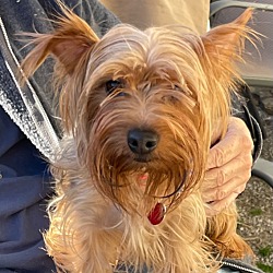 Memphis, TN - Yorkie, Yorkshire Terrier. Meet Wookie a Pet for Adoption ...