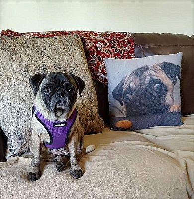 Charlotte, NC - Pug. Meet Birdie a Pet for Adoption - AdoptaPet.com