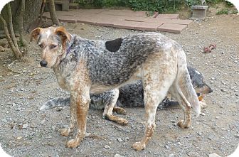Glastonbury, CT - Bluetick Coonhound. Meet SPOT a Pet for Adoption.