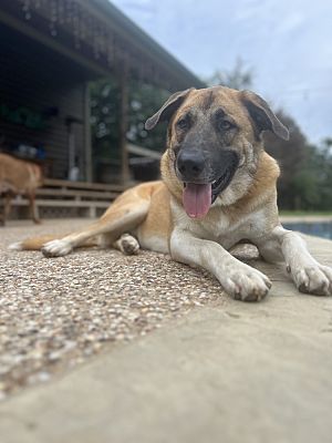 Oakwood, TX - Belgian Malinois/Great Pyrenees. Meet Winston a Pet for ...